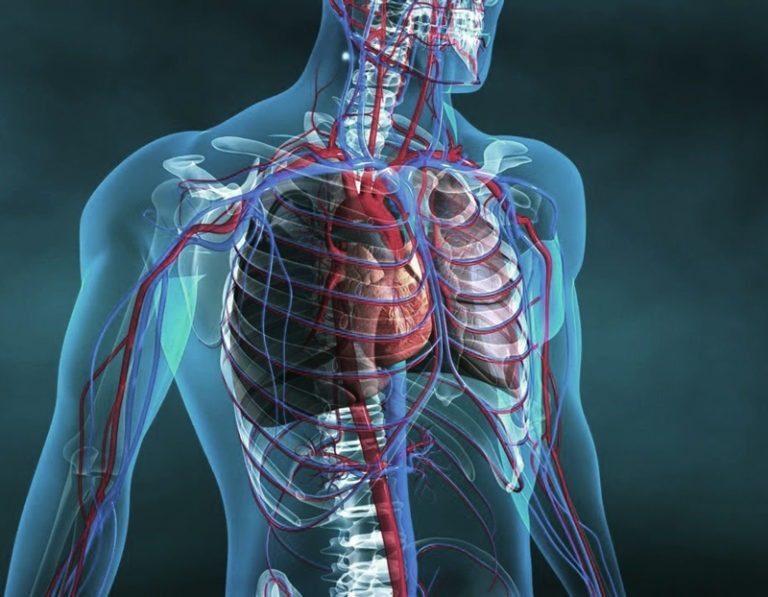 Les enthèses : histologie, anatomie pathologique et physiopathologie ...